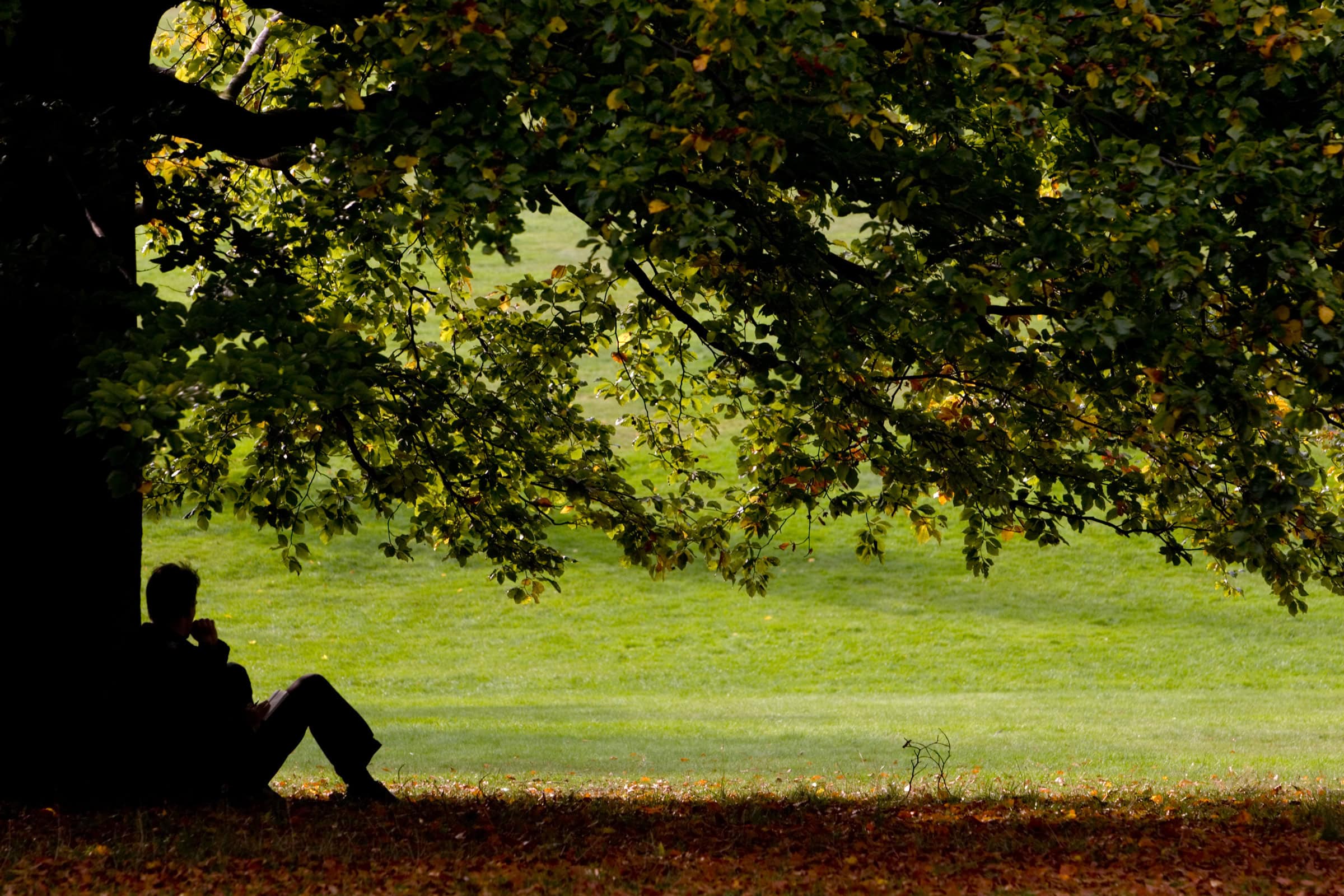 Under the Tree (July 11)